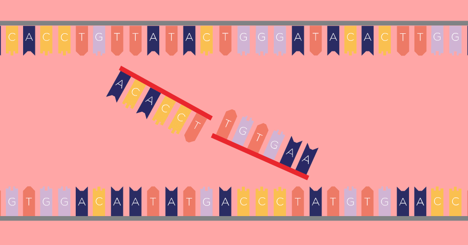 Katherin Patricia Naranjo Arévalo: Reacción en Cadena de la Polimerasa ...