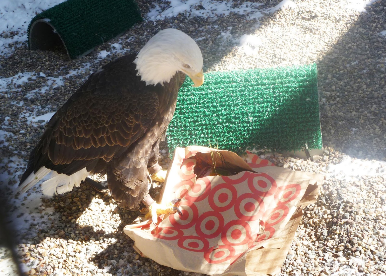The Raptor Center: Celebrating Pi Day - with Pi the Bald Eagle!
