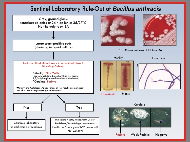 Bacillus anthracis (Anthrax) - Microbiology Laboratory Turkey