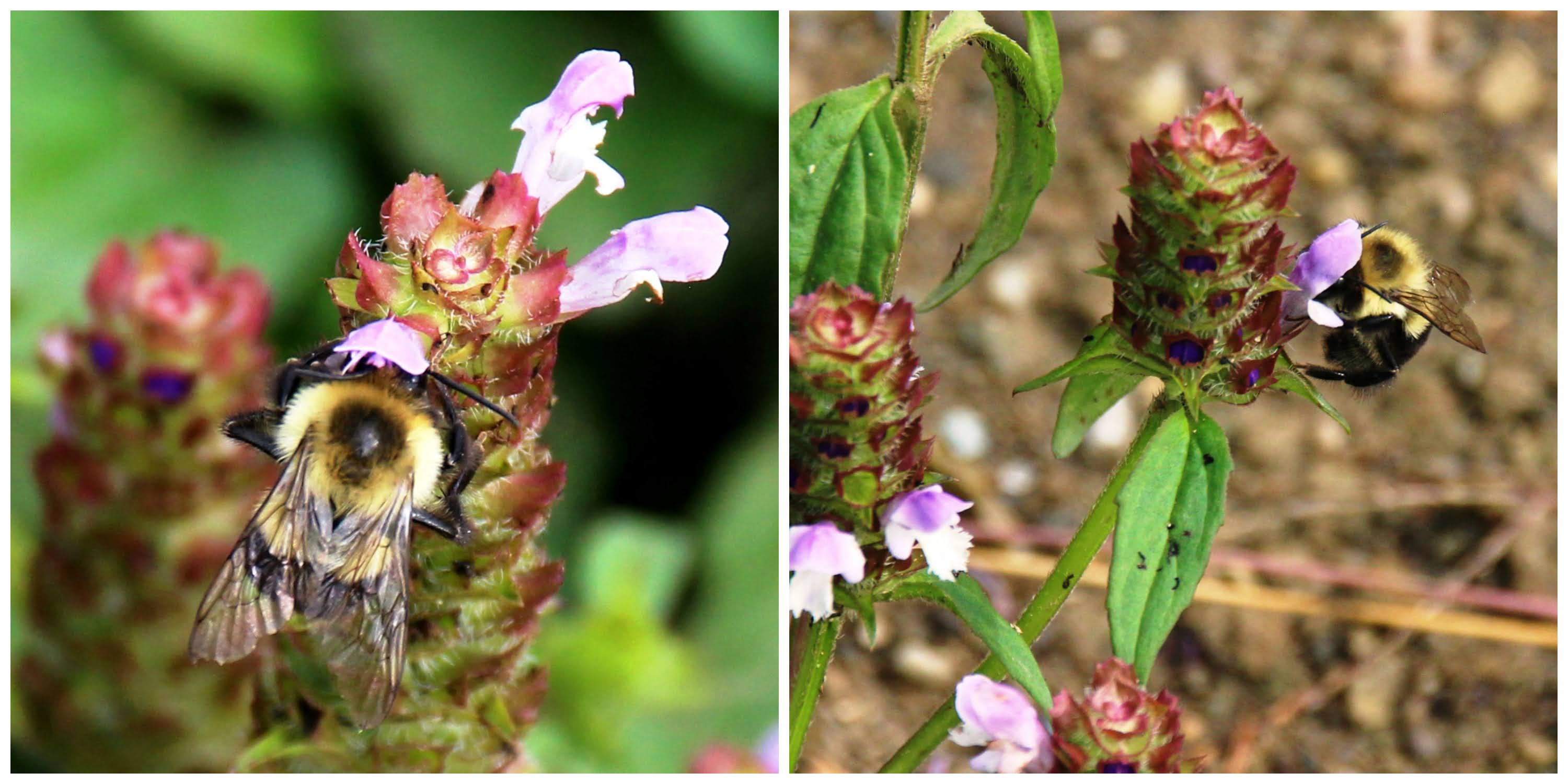 To Behold the Beauty: An Early Fall Assortment