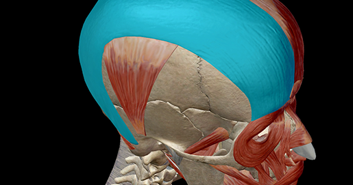 Occipitofrontalis muscle