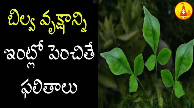 బిల్వ వృక్షాన్ని ఇంట్లో పెంచితే వచ్చే ఫలితాలు | Bilva Tree Mystery In ...