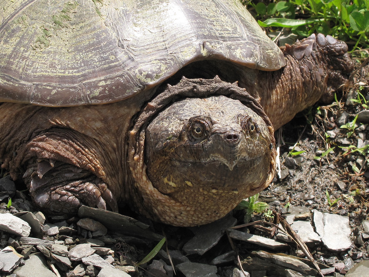 The Joyce Road Neighborhood