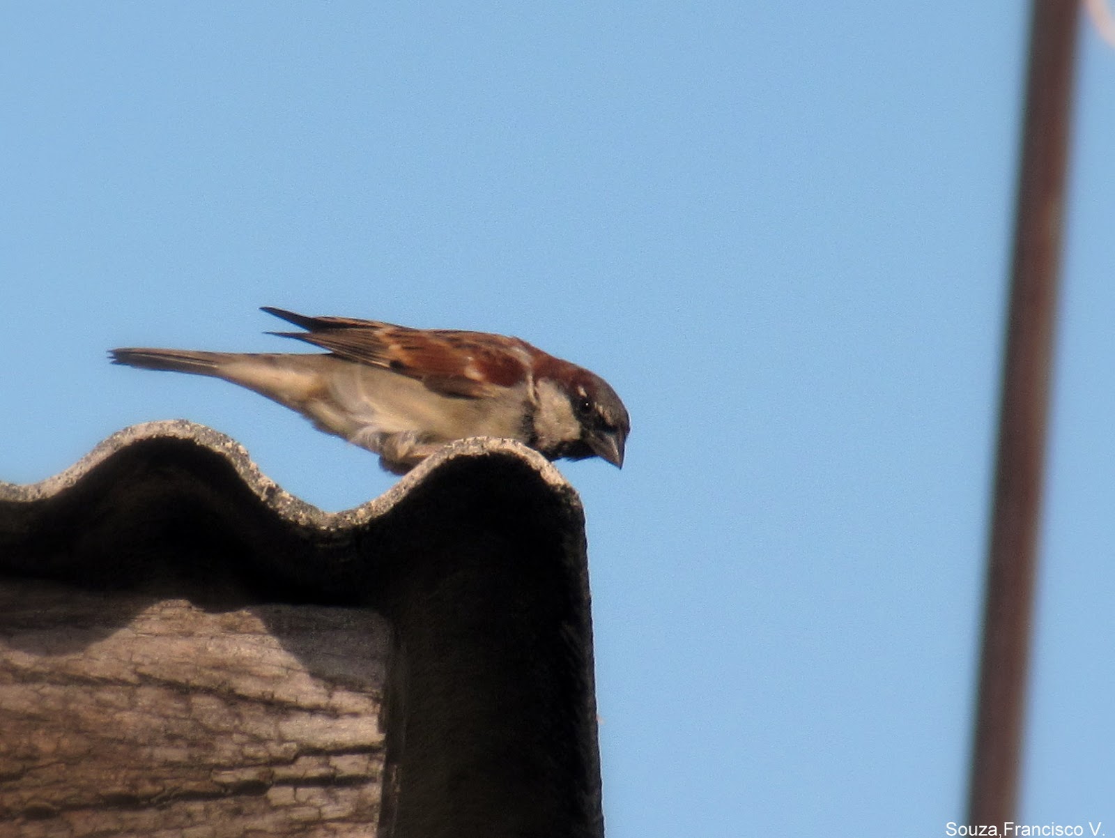 FAUNA E FLORA DO RN: Pardal Passer domesticus (Linnaeus, 1758)