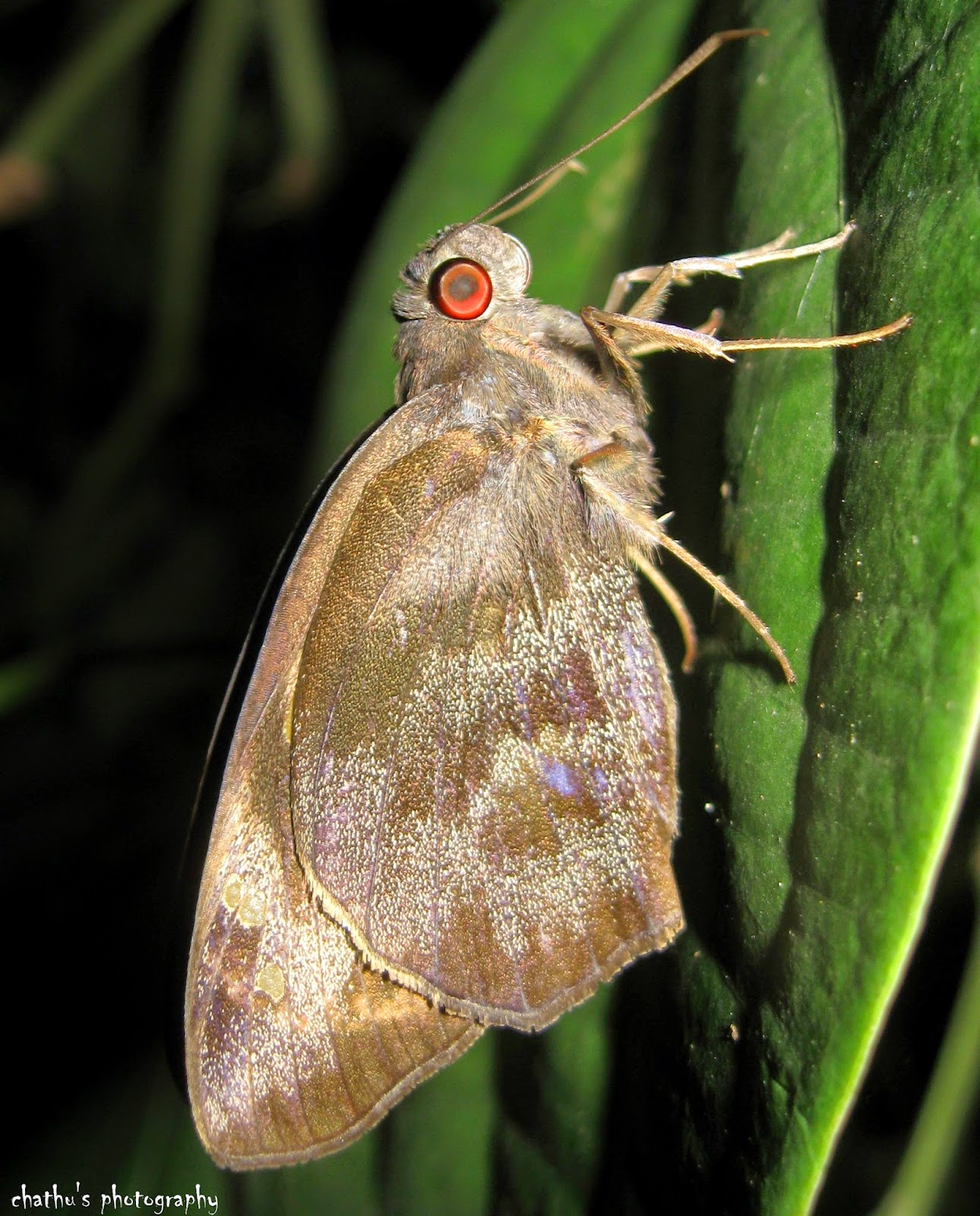 Nature Of Srilanka: Giant Red eye (Gangara thyrsis clothild) - මාර තැසියා