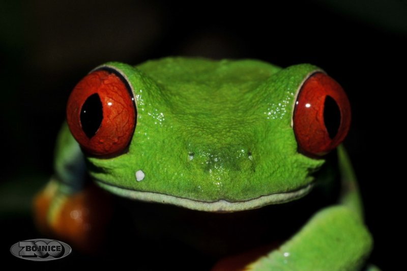 Blog o prírode: Dažďové pralesy