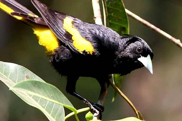Bellas Aves de El Salvador: Cacicus melanicterus (chapina o cacique ...