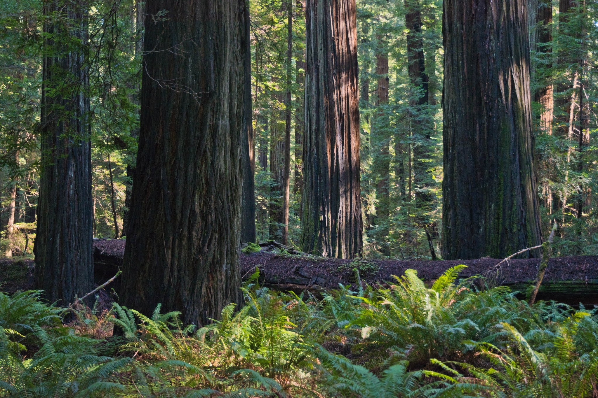 Hiking Shenandoah: Founders Grove and Mahan Plaque