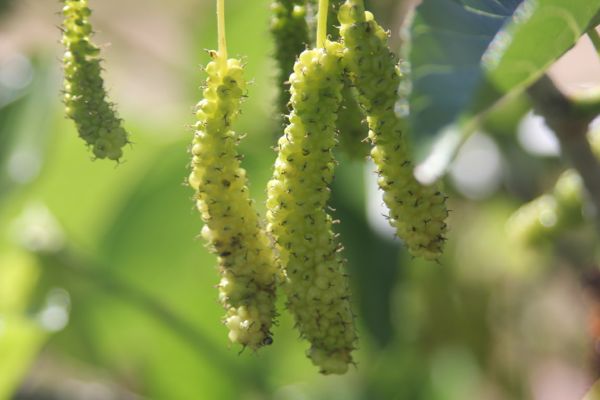 Mudflower: White shahtoot mulberry