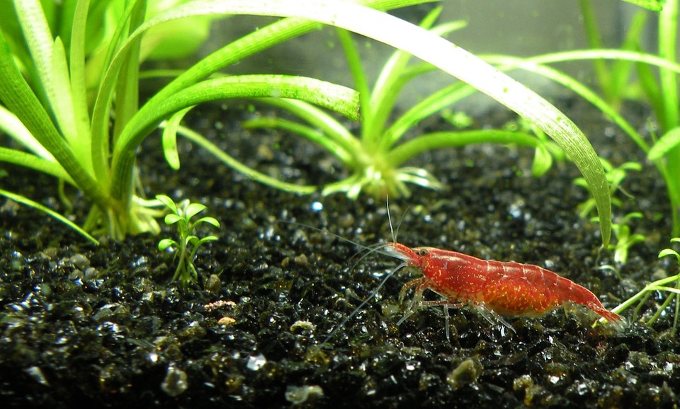 Shrimp breeding