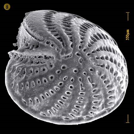FORAMINIFERA BENTHONIK DAN LINGKUNGAN PENGENDAPAN ~ POROSITAS