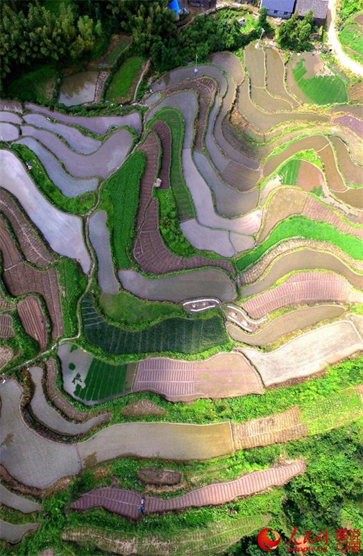 Pemandangan sawah terasering di Zhejiang ~ China Indonesia Information