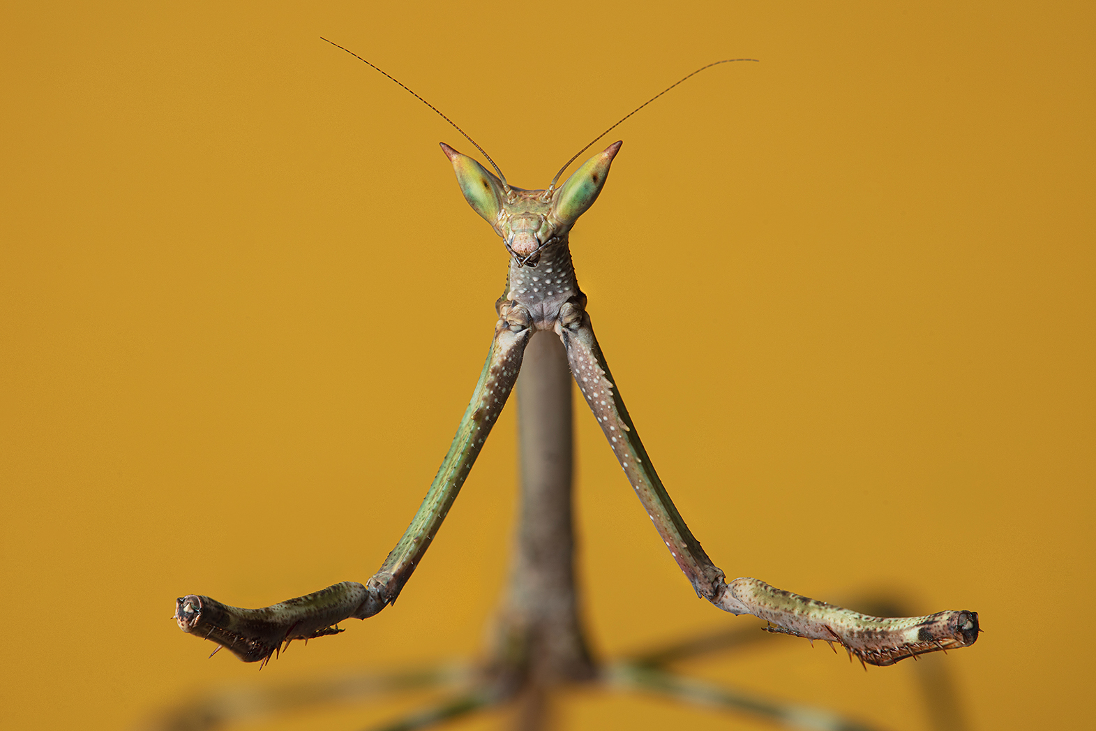phils photographic adventures: Preying Mantis pt 3 April/May 2020 Lockdown