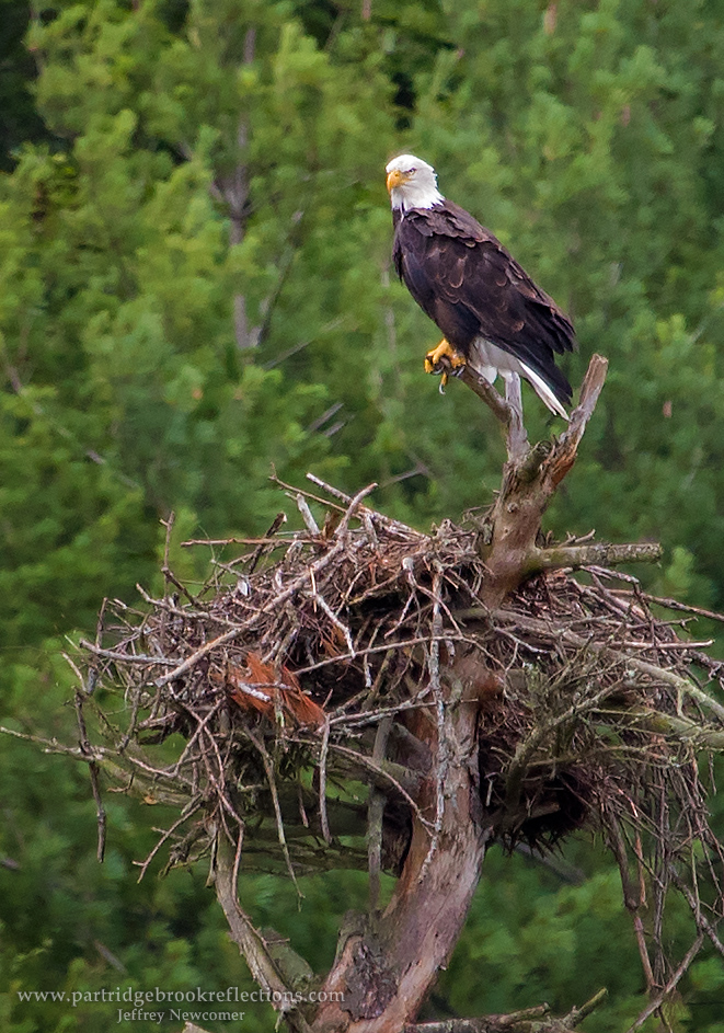 Getting it Right in the Digital Camera : Fallen Eagles Gallery