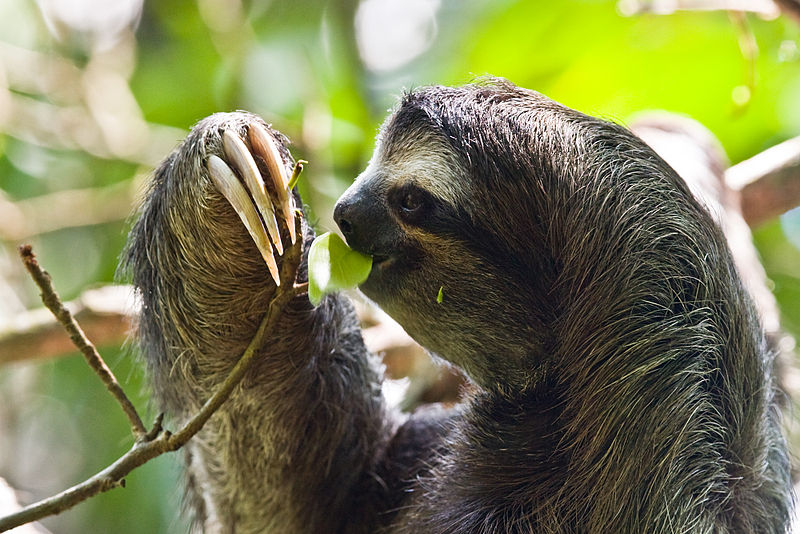 Share it! Science : International Sloth Day: Amazing Adaptations Activity