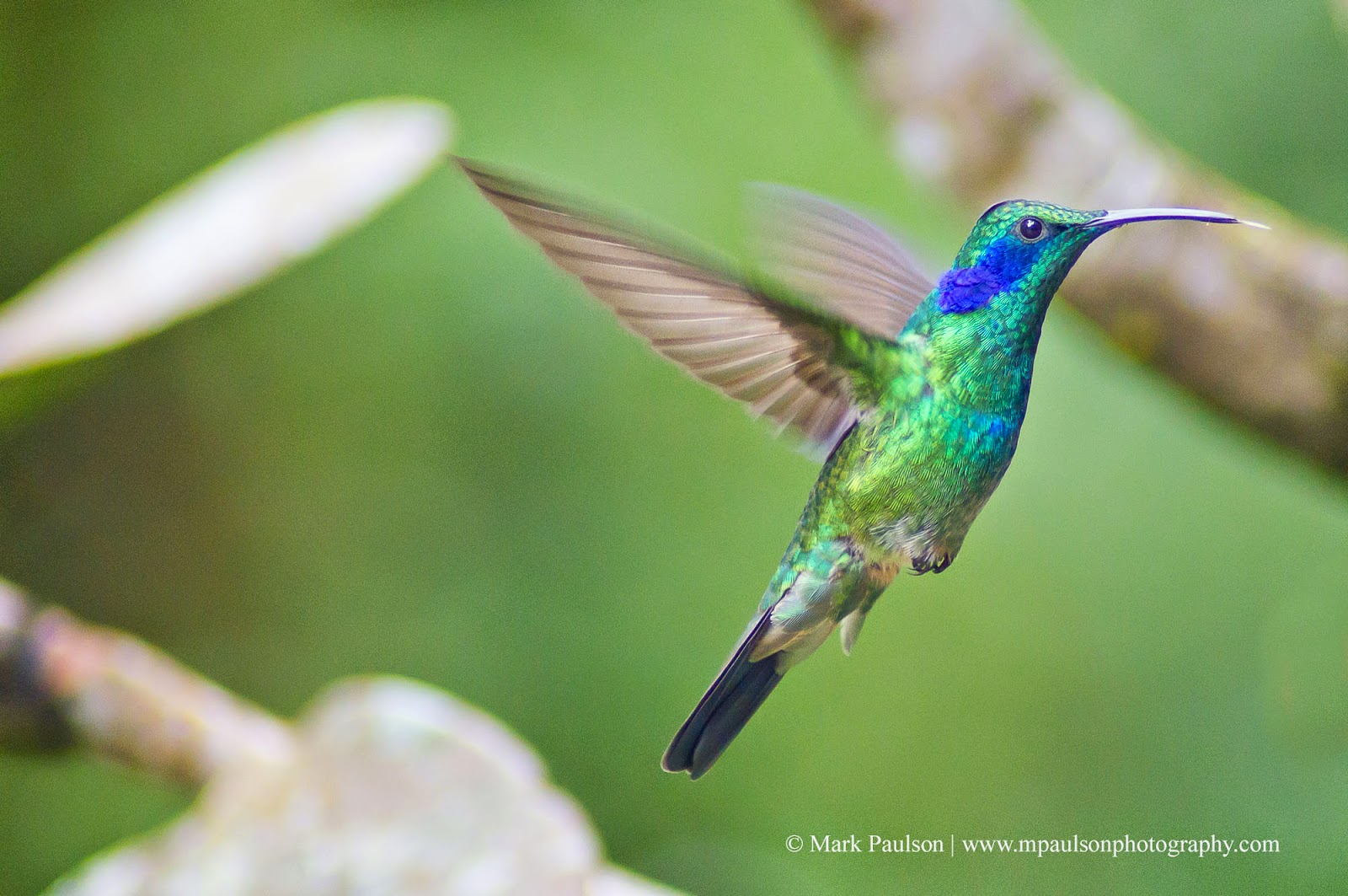 MAP Artistic Photography: Photo of the Day: Green Violet Ear ...