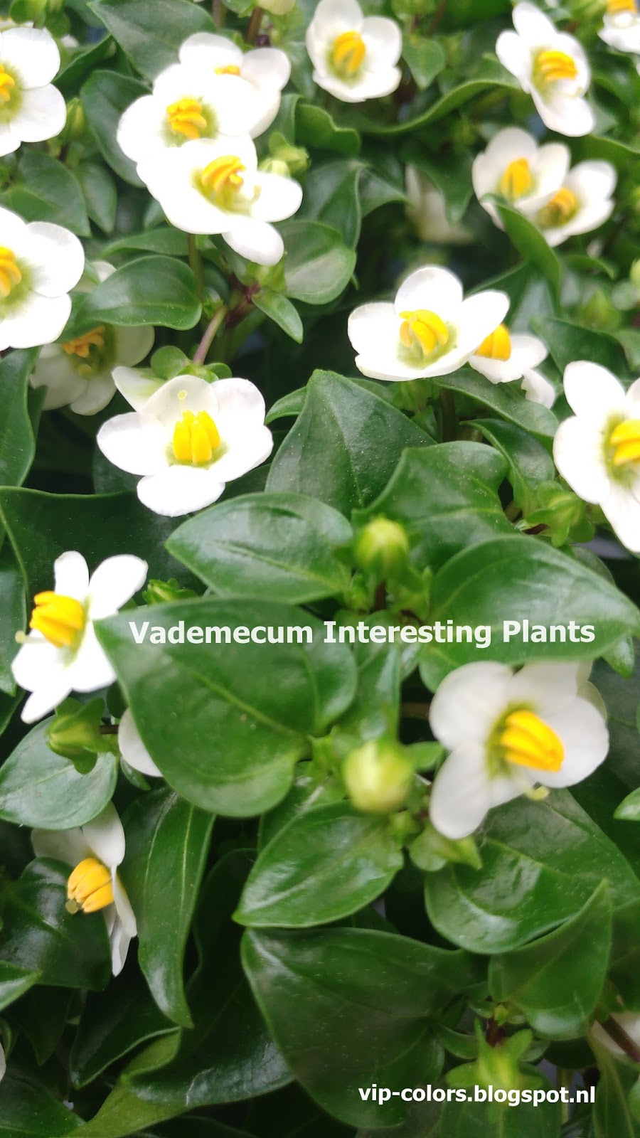 Vademecum Interesting Plants: Exacum affine - Eksakum pokrewne ...