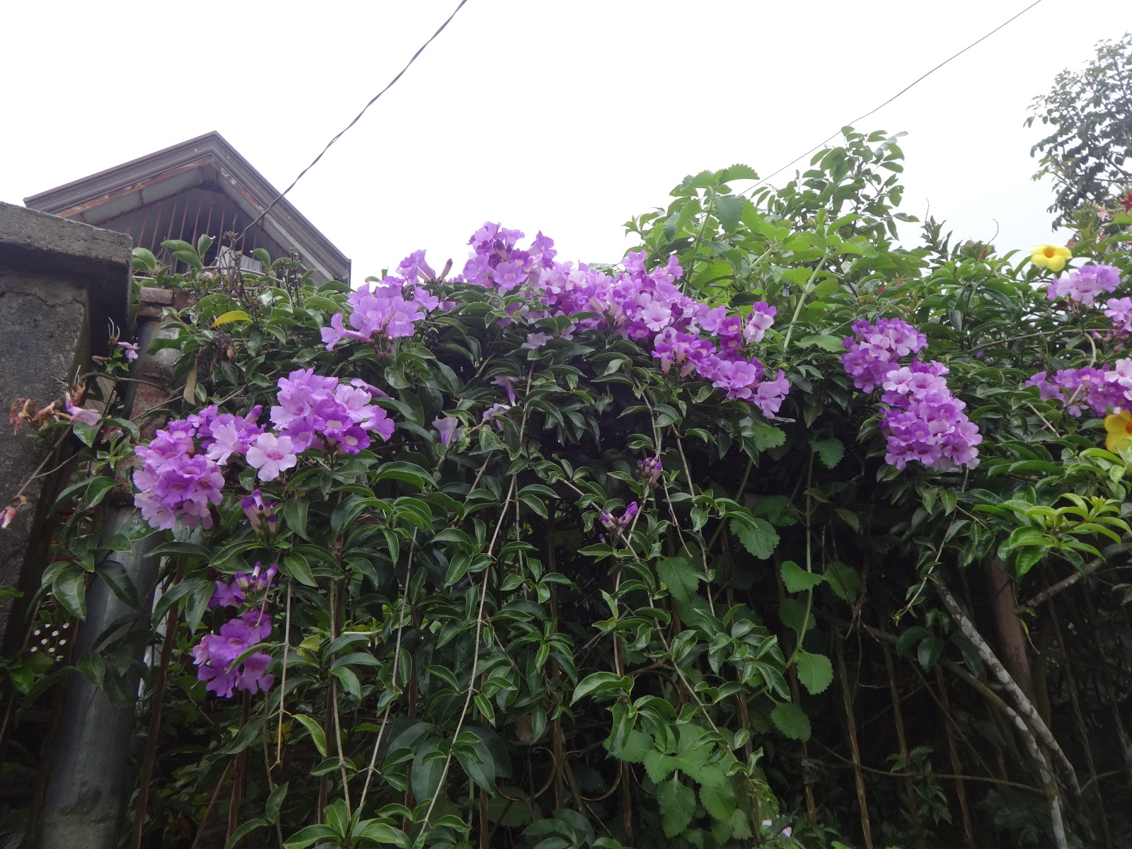 Herbs from Distant Lands: Garlic Vine, Ajos Sacha - Mansoa alliacea ...