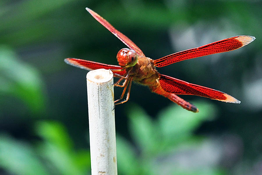 S T i l e T To: Dragonfly ballet - Pas de libellule