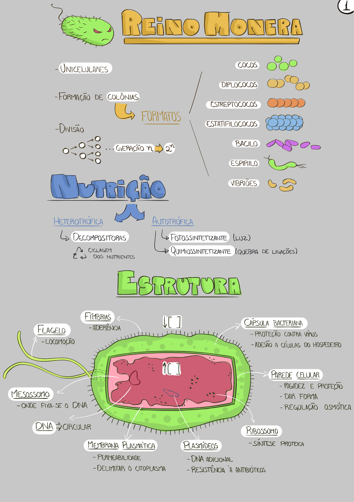 Reino Monera | Biologia Ilustrada