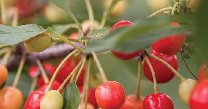 HOW TO GROW A CHERRY TREE FROM SEEDS - Kilimo Hai