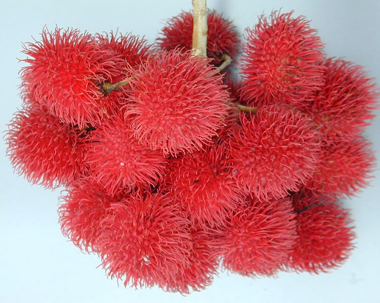 Klasifikasi Rambutan dan Manfaatnya | Dunia Remaja™