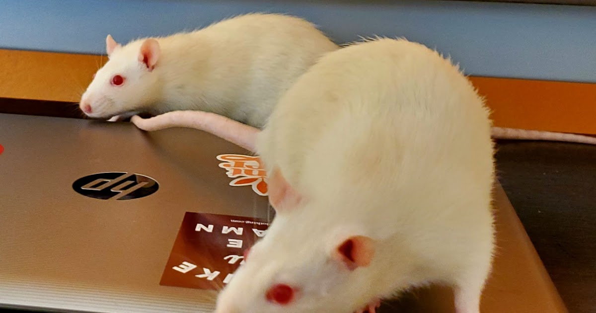 Rattie Ratz Rescue Sisters: a Phyllis and a Rhoda