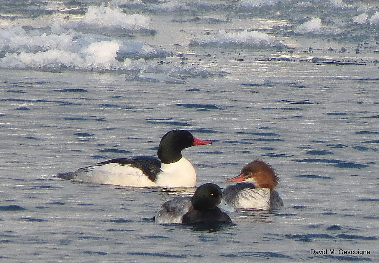 Common Mergansers on Lake Ontario - Travels With Birds