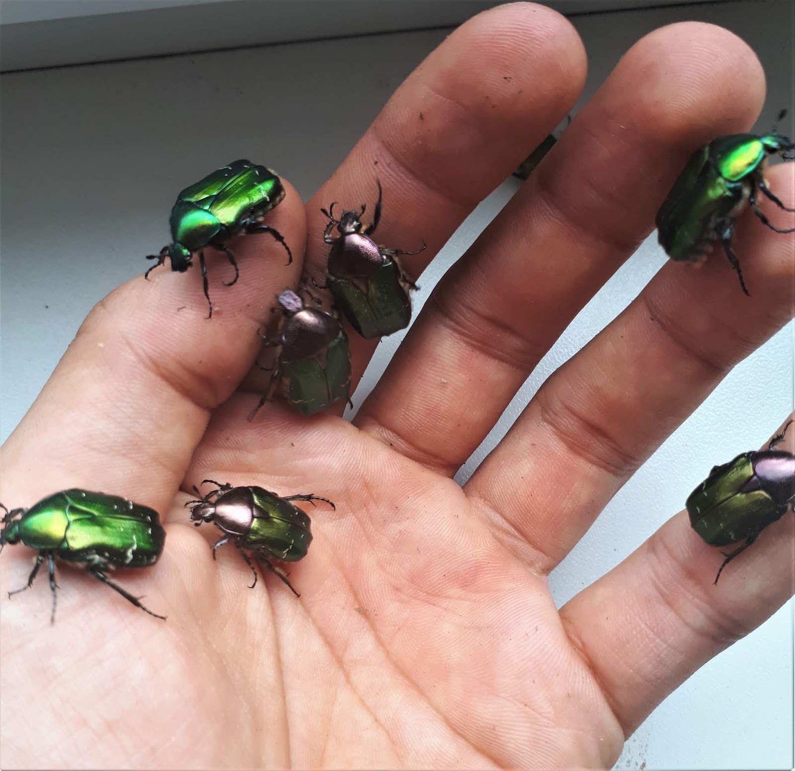 Cetonia aurata pisana: caresheet