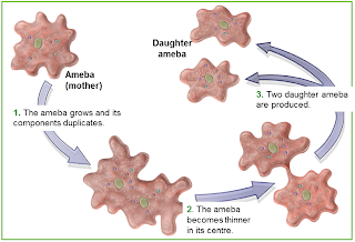 lesson plan: amoeba reproduction