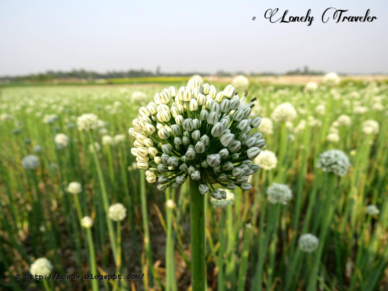 Onion flower - Allium cepa