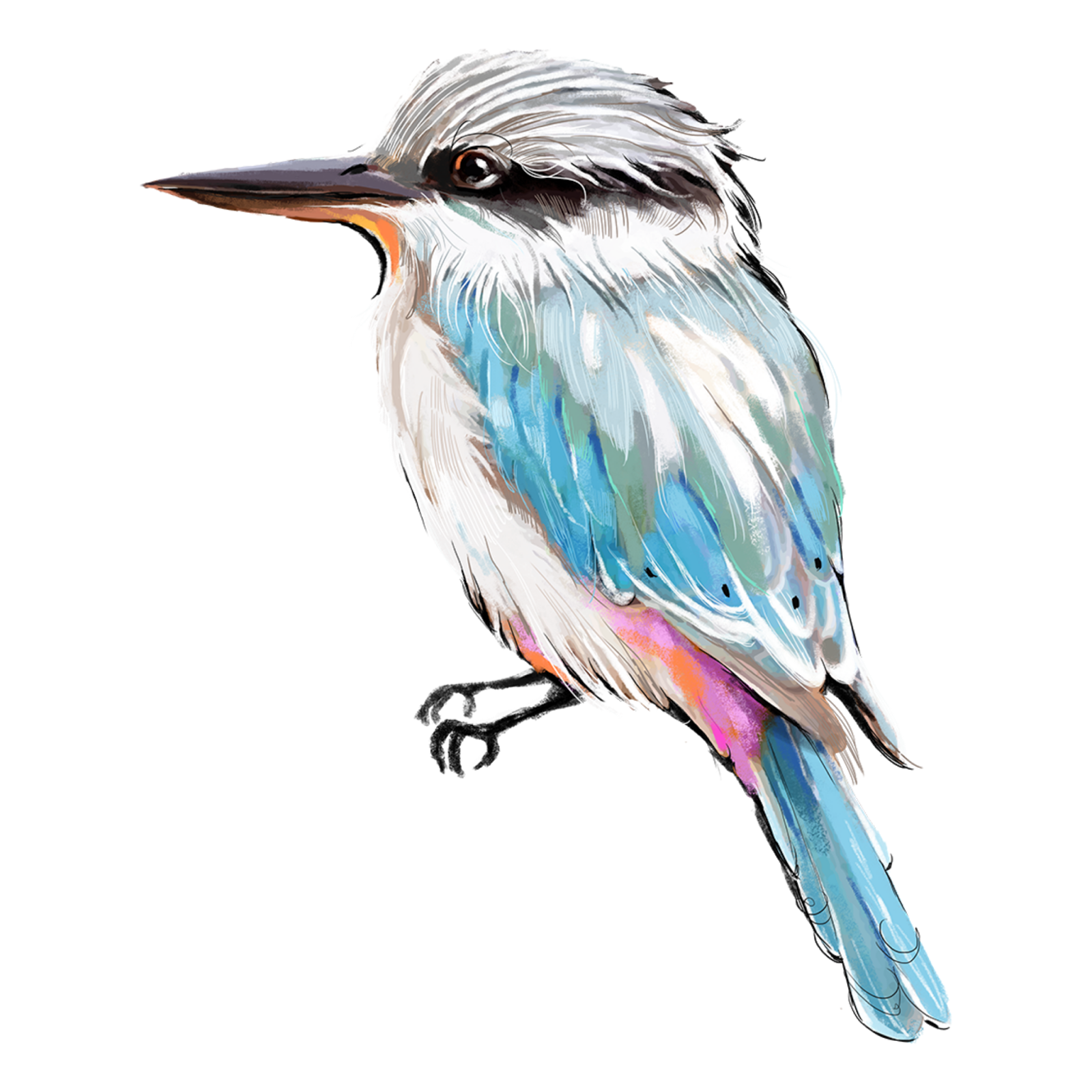 Png bird For picsart editing