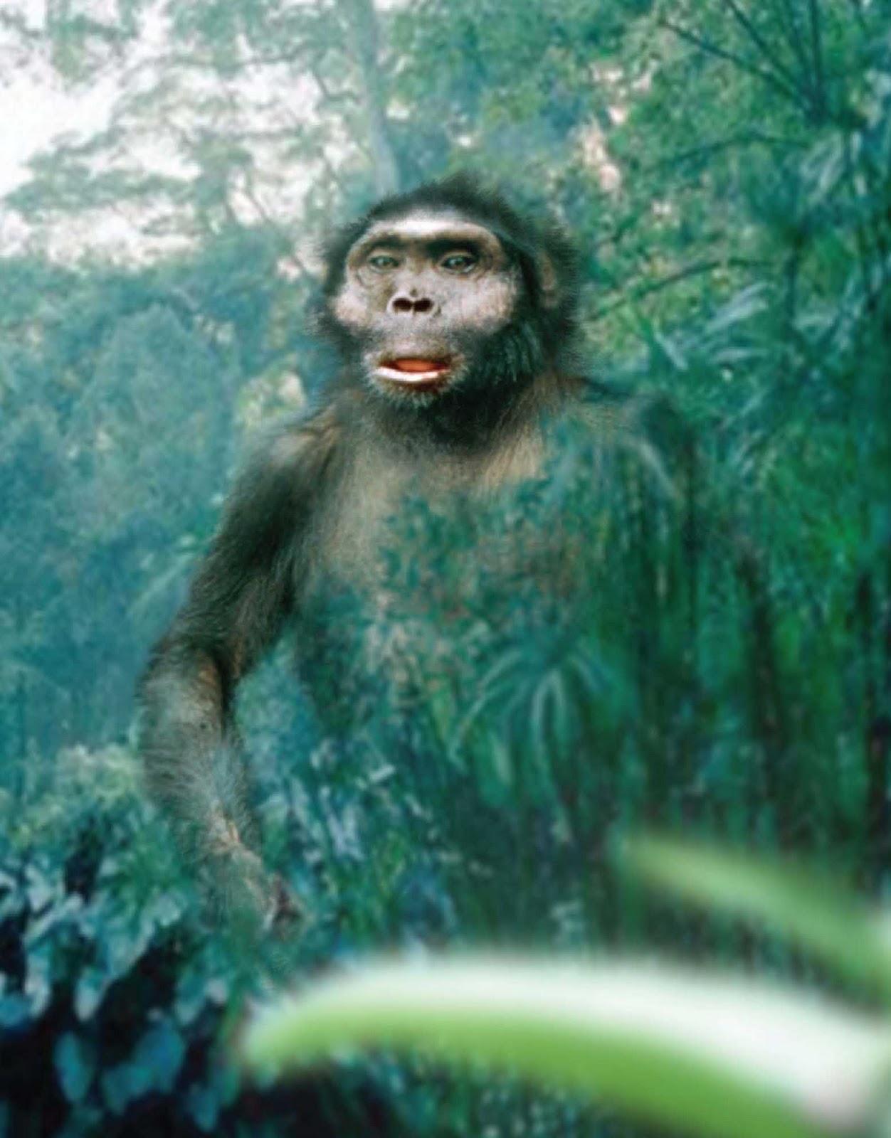 PARANTHROPUS AETHIOPICUS: EL PRIMER "ROBUSTO"