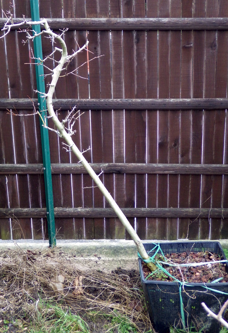 Histoires de Bonsaï: Une Aubépine