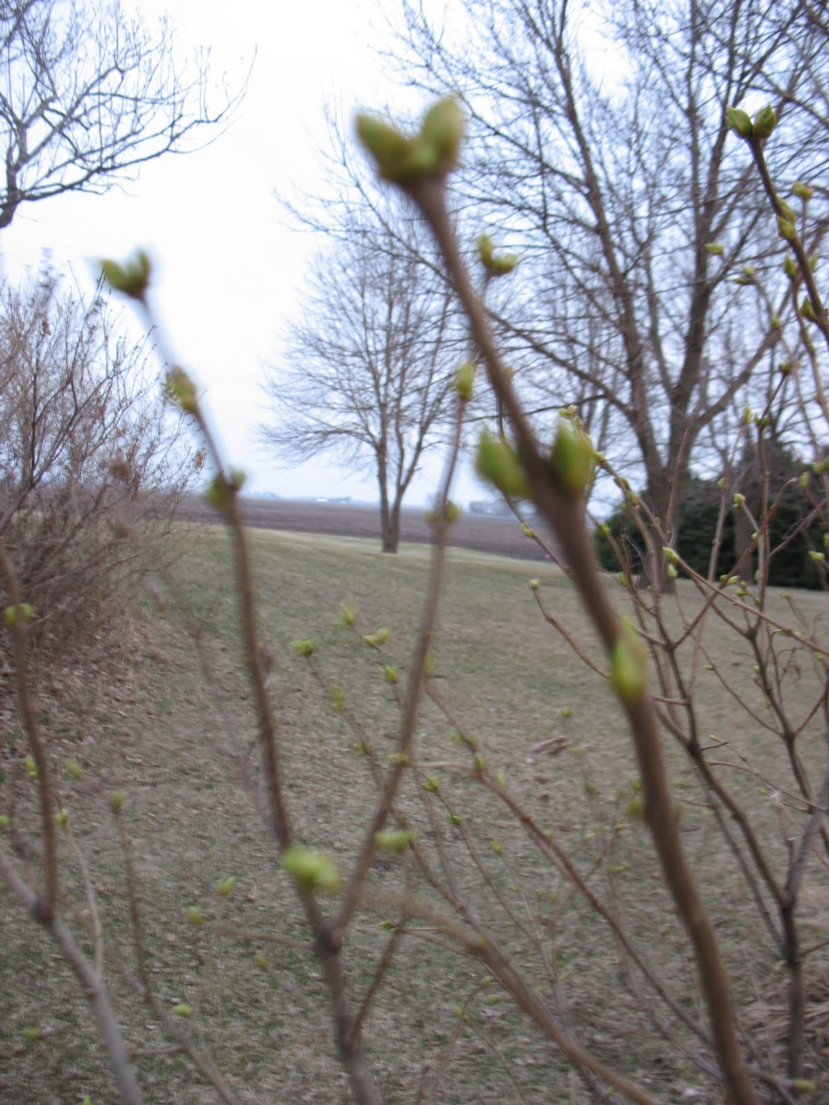 Iowa Grasslands: Iowa Spring Arrives
