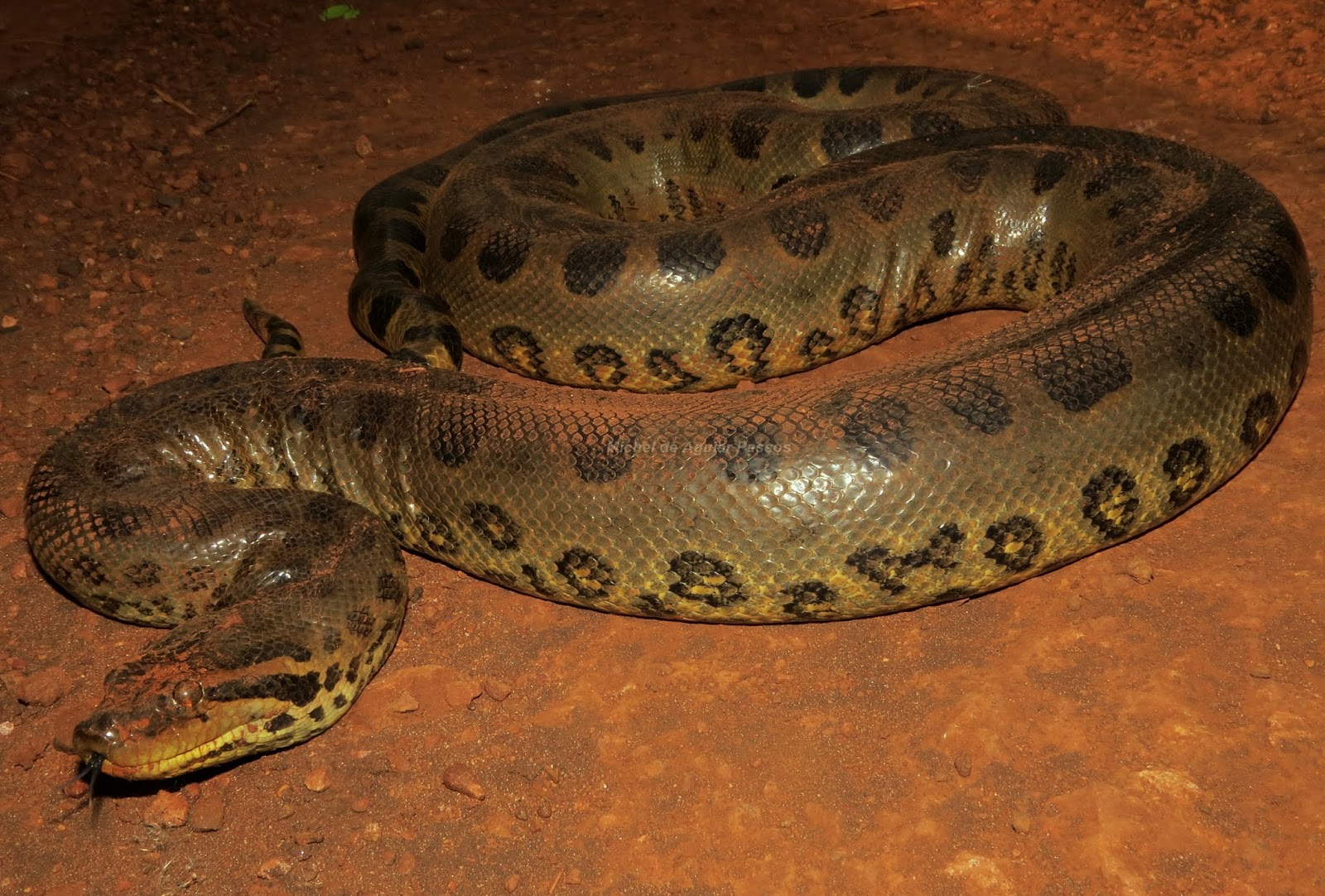 Herpetolife (Inicio): Sucuri-verde - Eunectes murinus (Linnaeus, 1758)