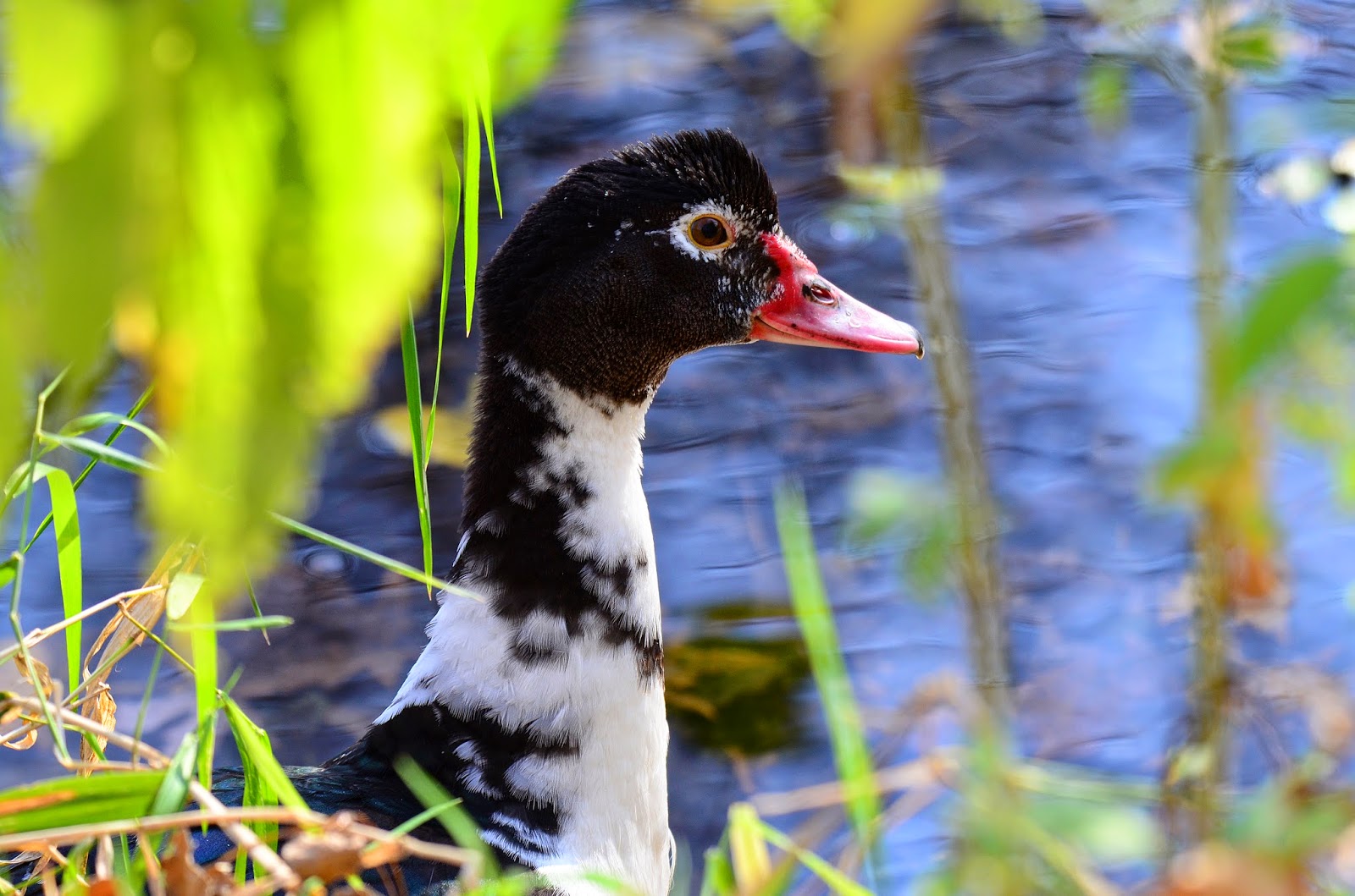 PALMER LAKE PARK NATURE BLOG •: Duck, Duck, Odd Duck!