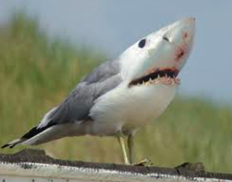 Kerry Birding: Dangerous Gulls run rampant in Kerry