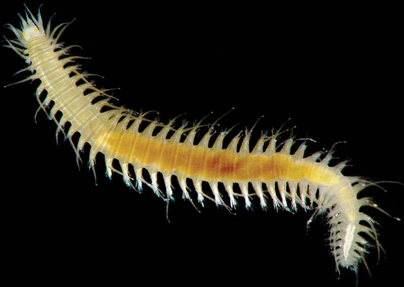 el moderno prometeo: Filo Annelida: Anélidos o Gusanos Anillados.