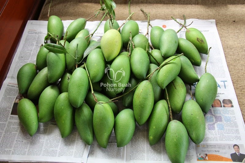 PBN: Mangga Falan (thunder)