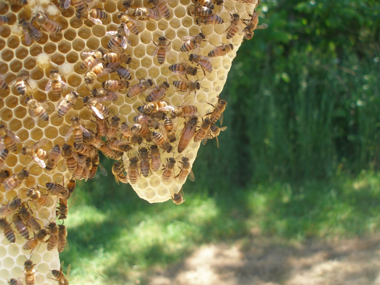 Thy Hand Hath Provided: Into the Hives! (Inspections 2 and 3)