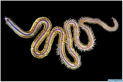 Foto Cacing Laut Yang Menyeramkan Yang Jarang Kita Dilihat. - Gaban Comel