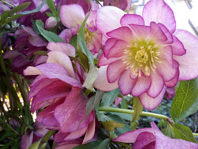 Future Plants by Randy Stewart: Helleborus