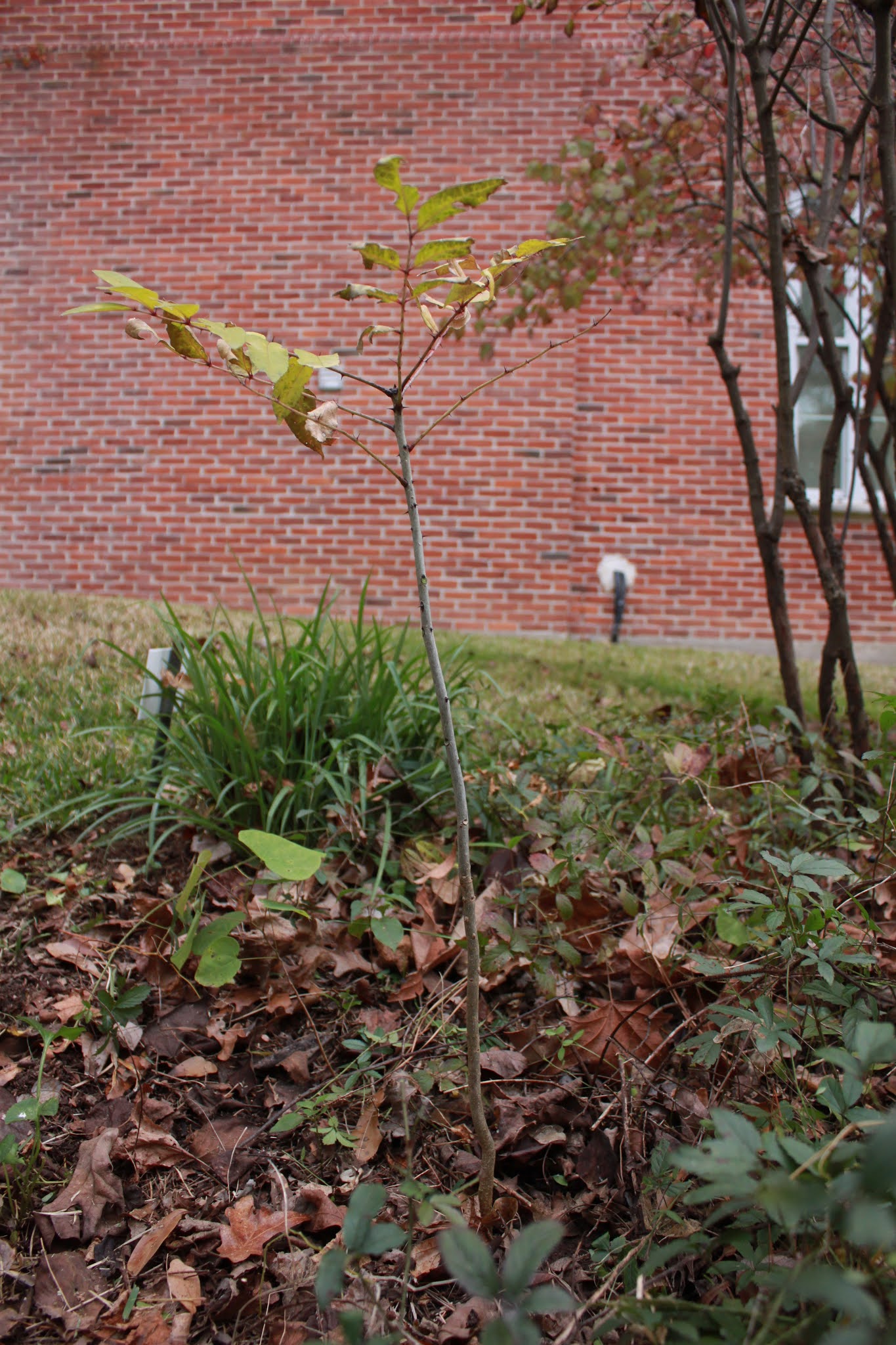 Centenary College Arboretum: Tree of the Week: Toothache Tree ...
