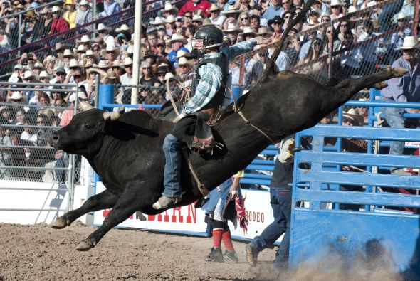 RAZAS DE TOROS: TOROS DE REPARO