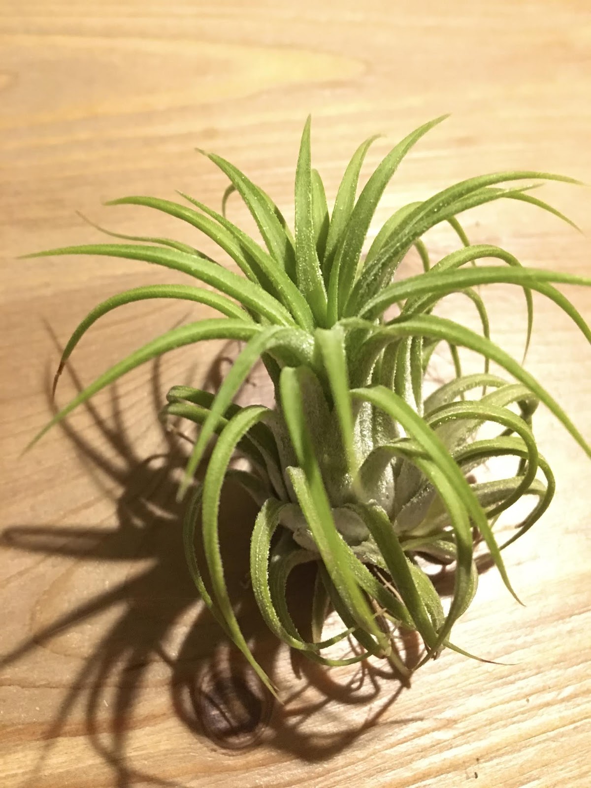 Viherkasvit sisustuksessa