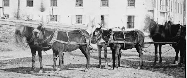 The common, ordinary, extraordinary army mule