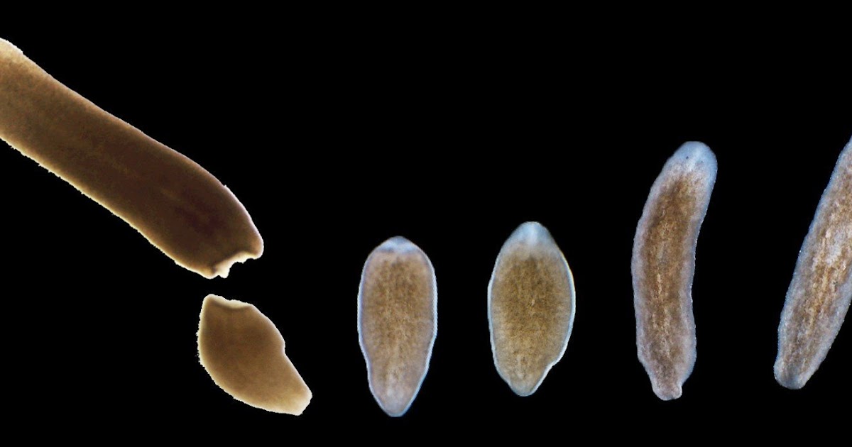 First complete genome assembly of planarian flatworm reveals treasure ...
