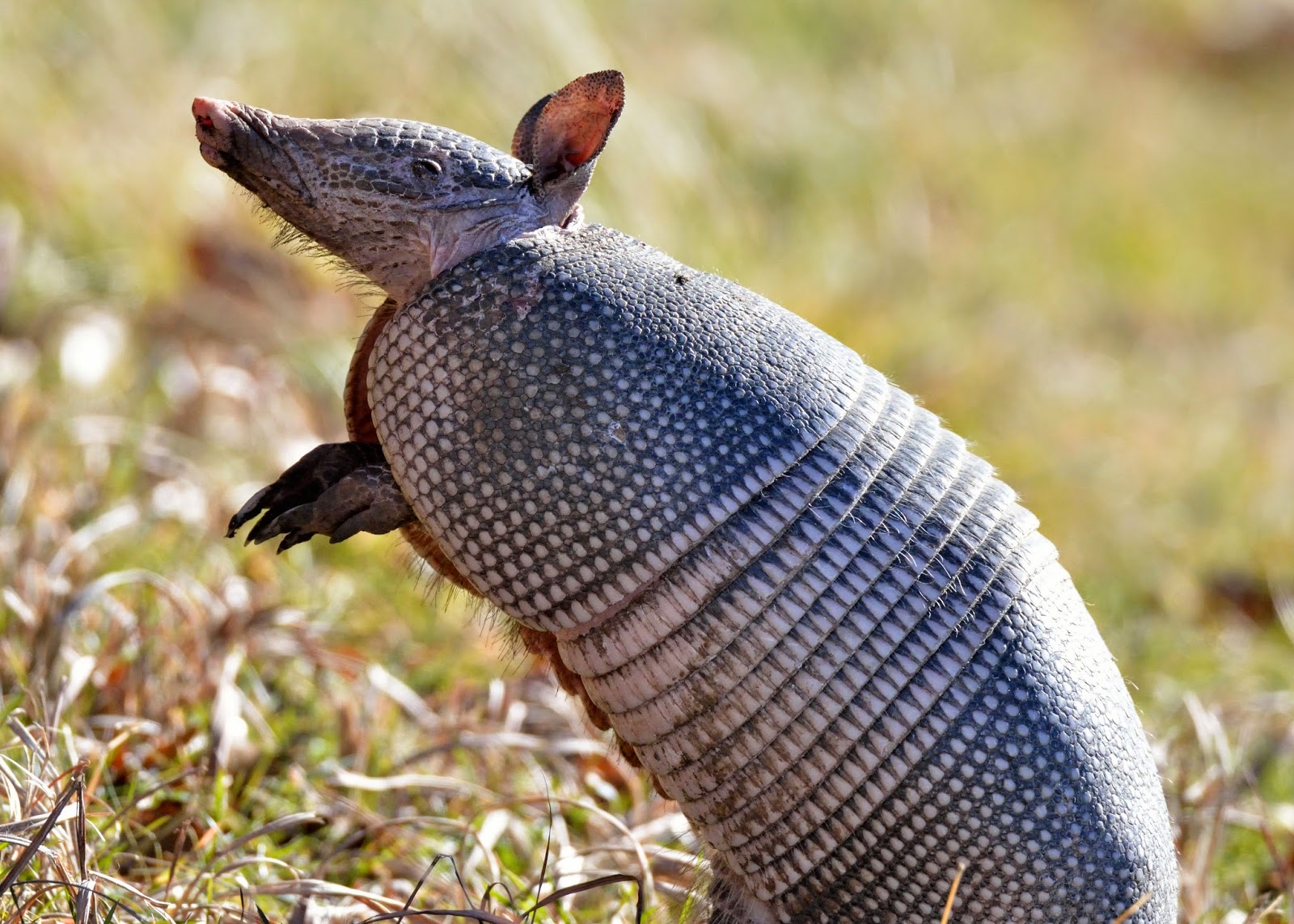 Nature's Realm Wildlife Photography: The Little "Tank" of Nature, the ...
