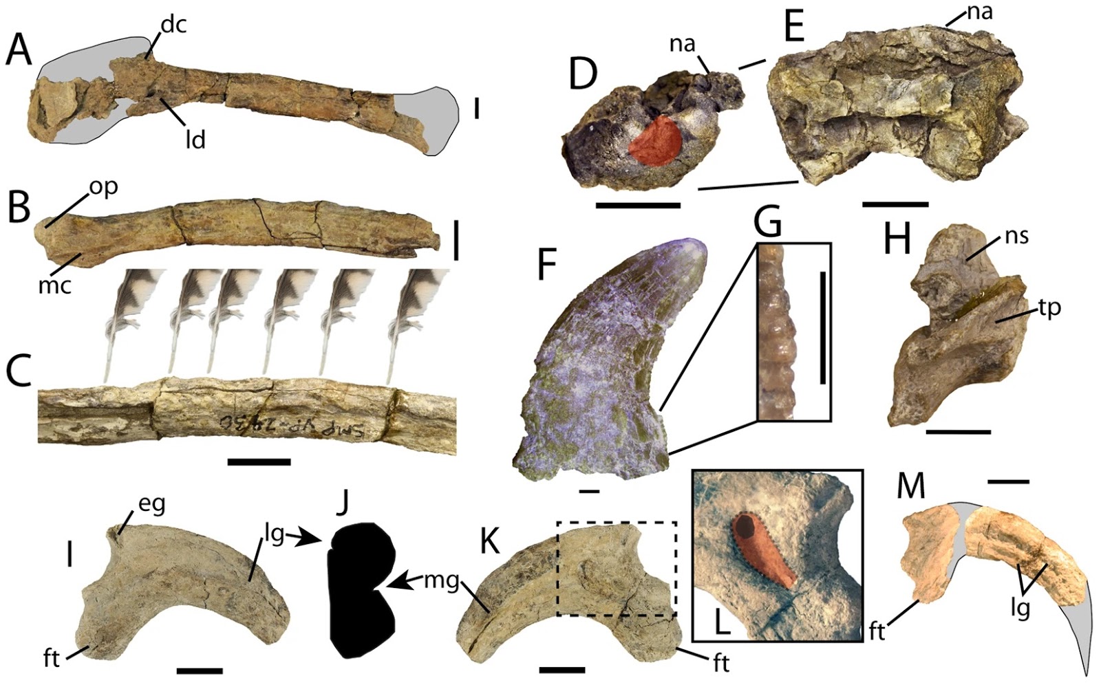 Species New to Science: [Paleontology • 2020] Dineobellator ...